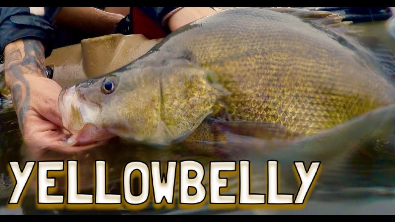 BIG GOLDEN PERCH ! - YouTube
