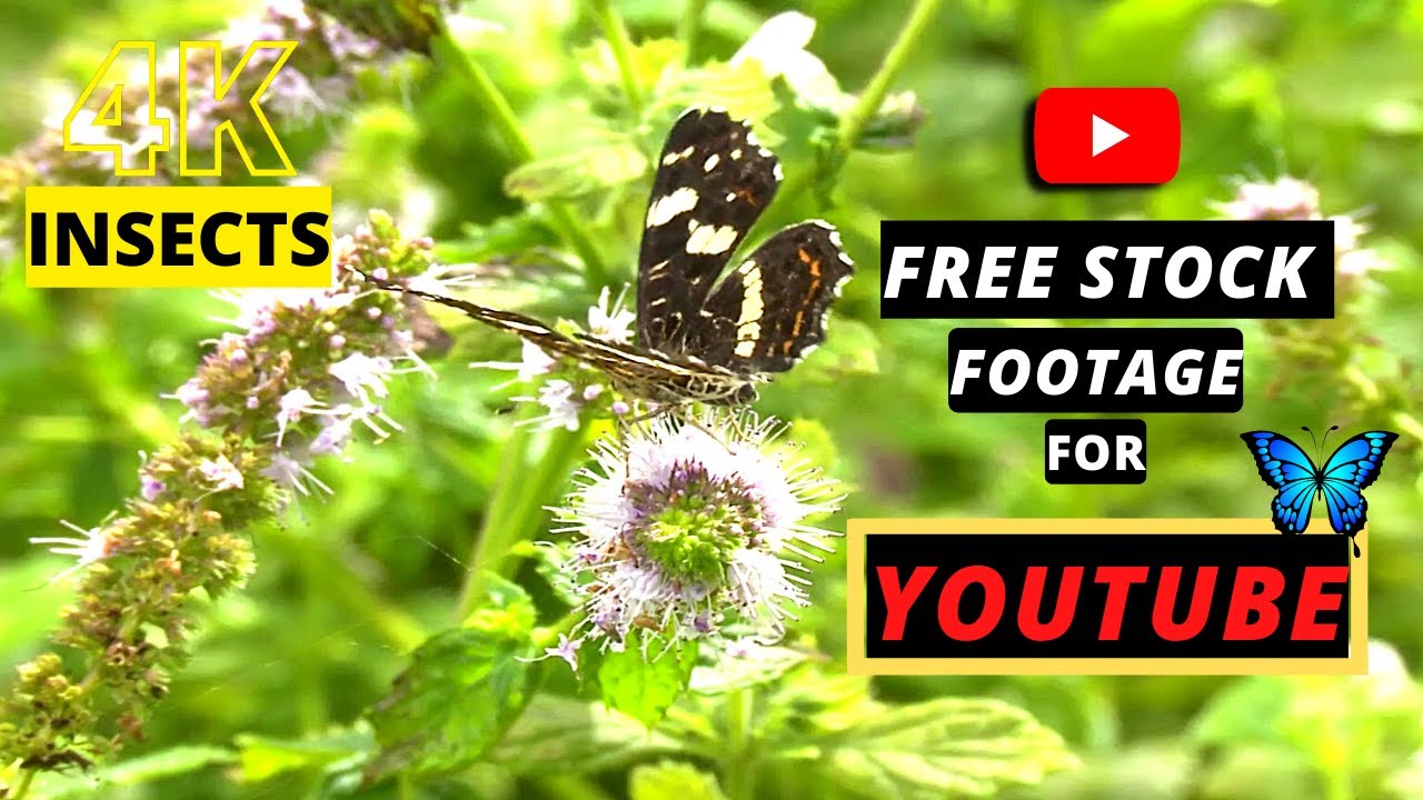 Insects | Free Stock Footage for YouTube | Stock video | No-copyright ...