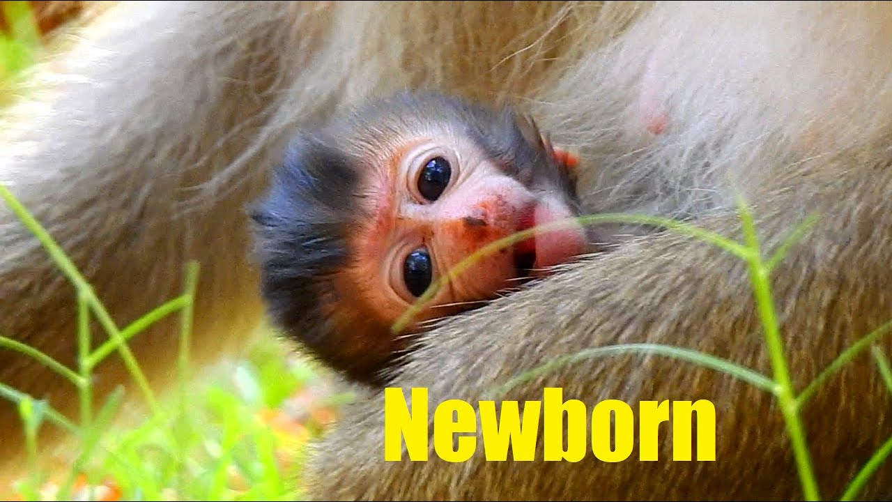 Fresh newborn monkey, Newborn still look weak coz she is premature baby ...