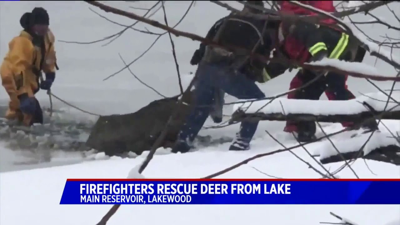 180301353 Firefighters Rescue Helpless Buck From Icy Lake - YouTube