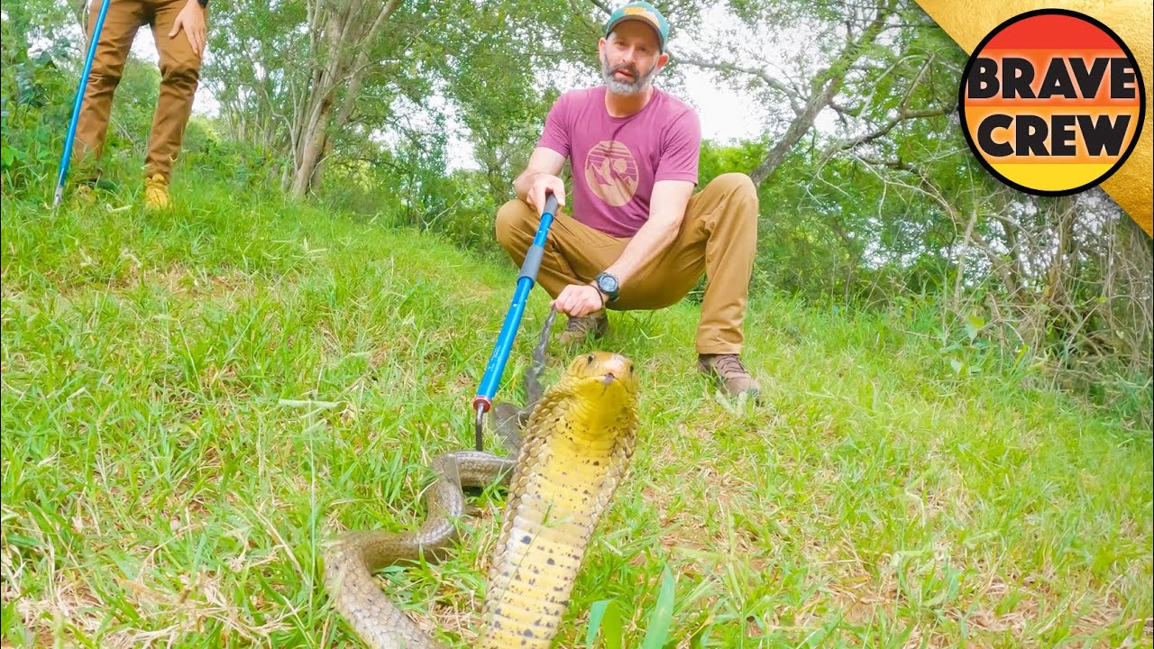 Handling a FAST Forest Cobra! - YouTube