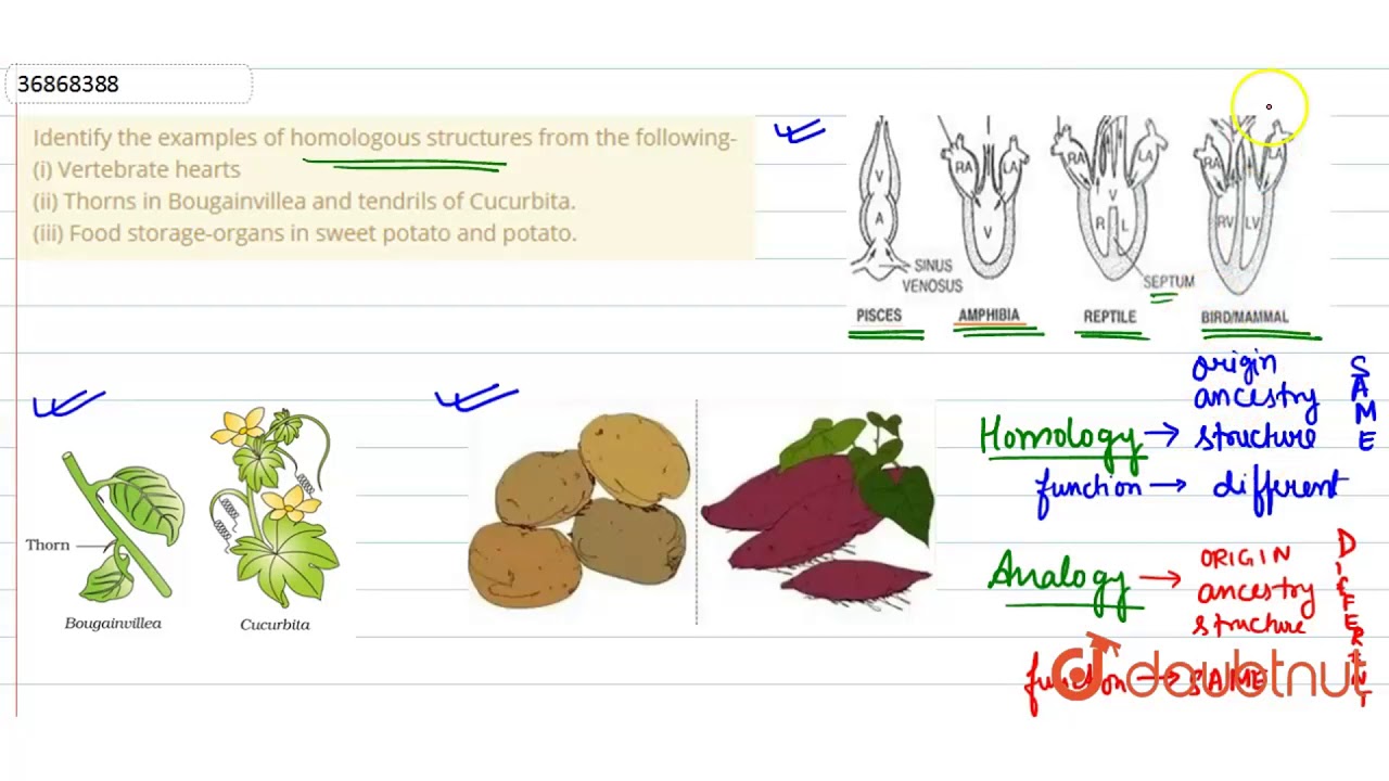 Homologous Structures Examples