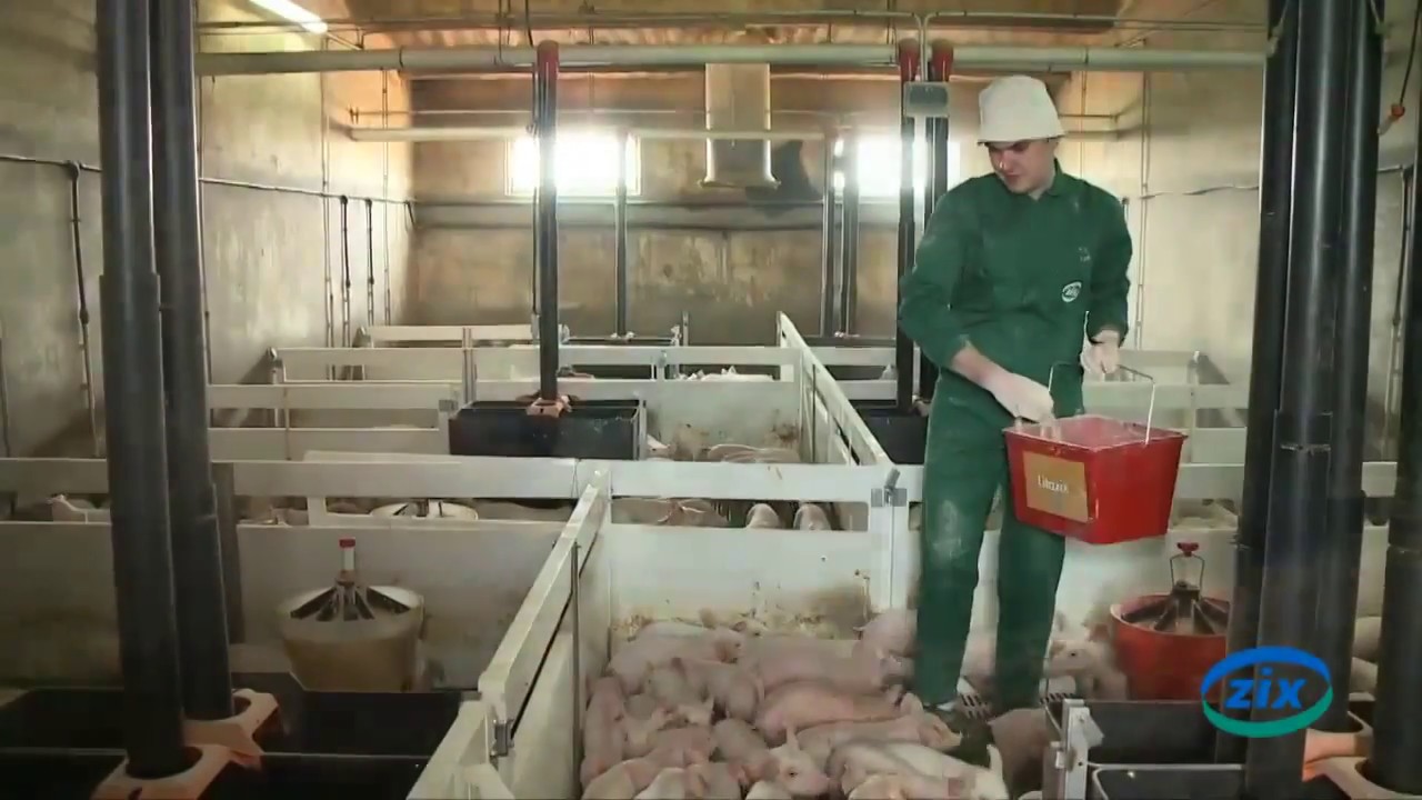 BBZIX - Litazix lechones - YouTube