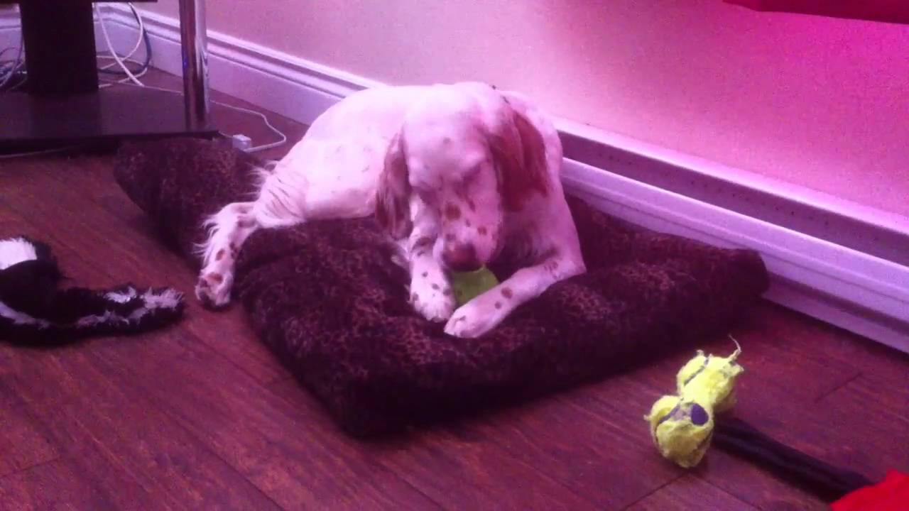 Amber the English Setter New Toy - YouTube