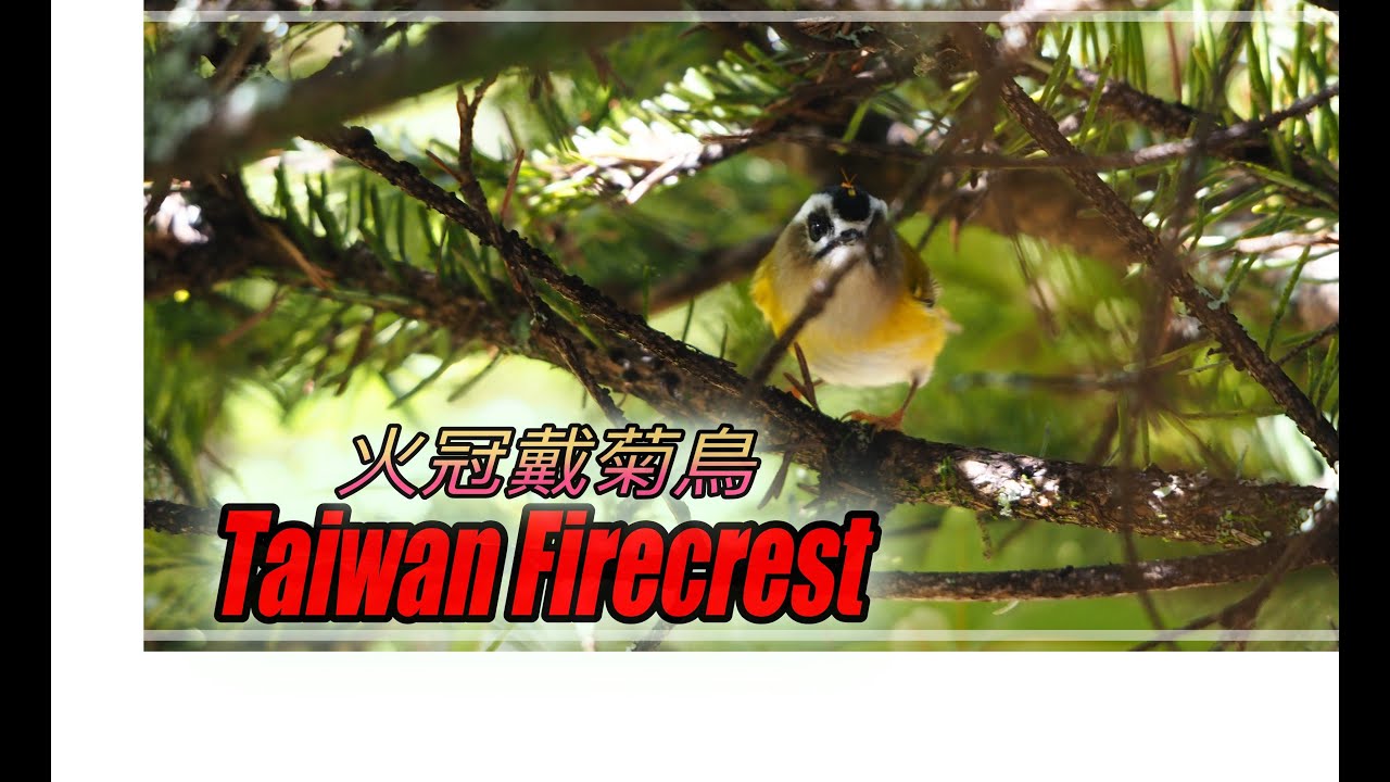 Taiwan Firecrest 火冠戴菊鳥 （ HD 1080p） - YouTube