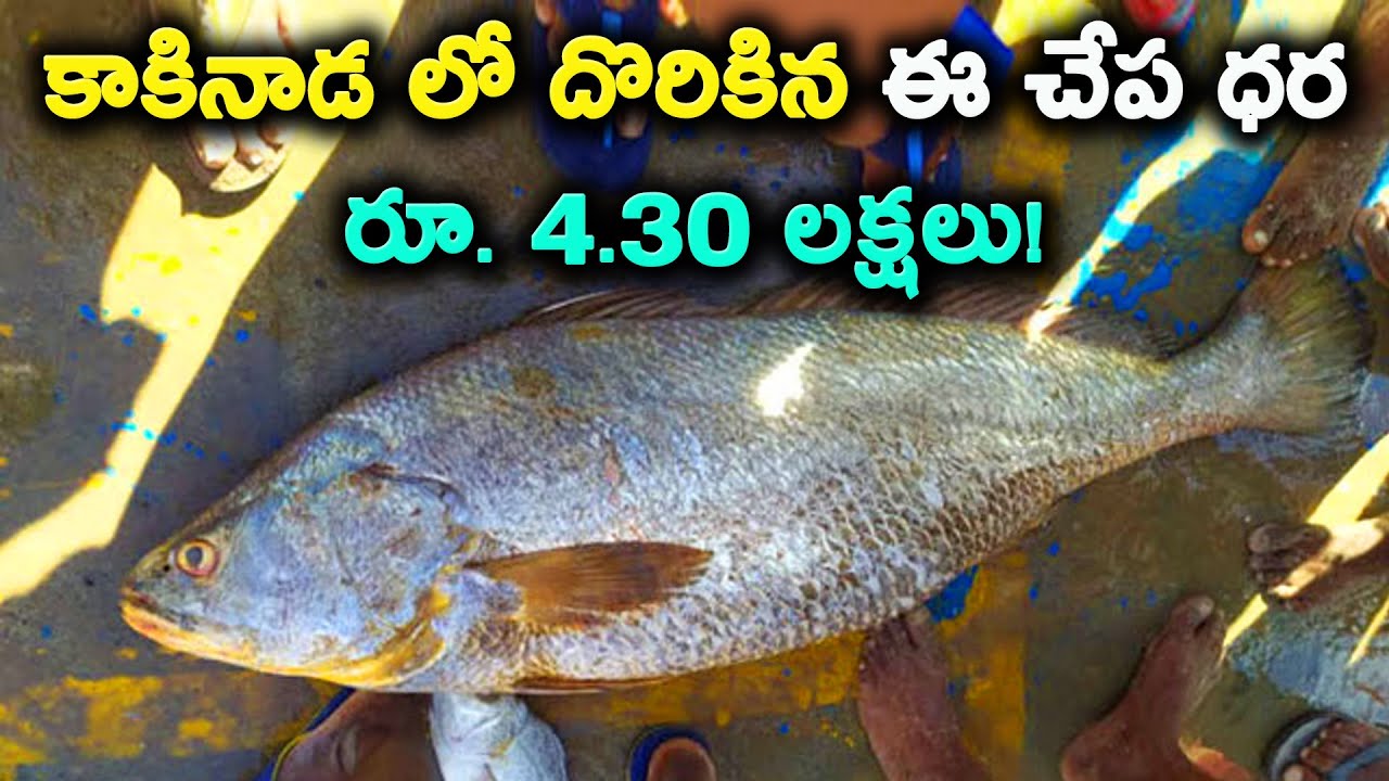 This Kachidi Fish Priced At Rs 4 lakhs In Kakinada | Kachidi Fish Price ...