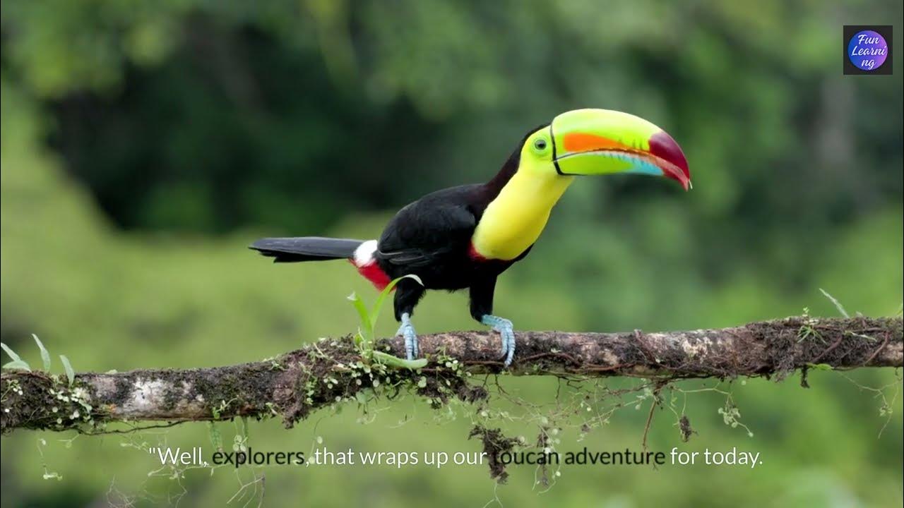 The Wonderful World of Toucans(@FunLearning-xu2qp ) - YouTube