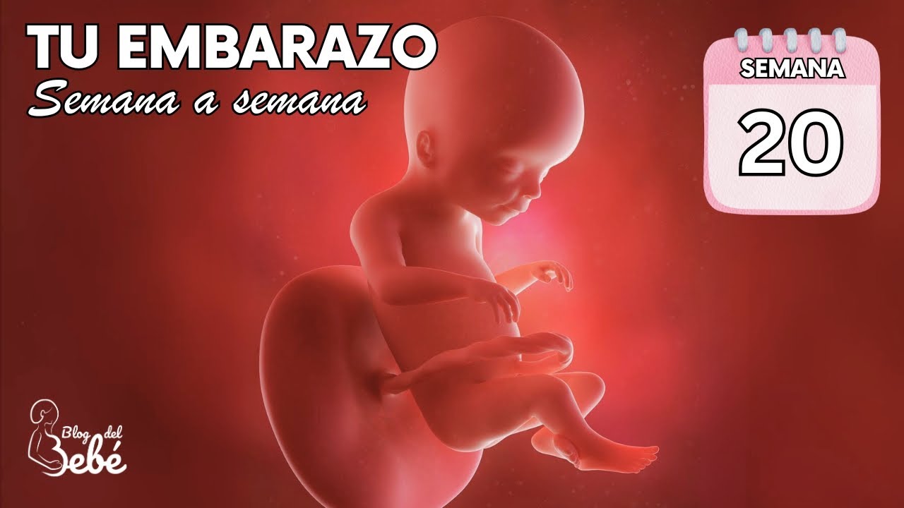 ️ Semana 20 de embarazo 🤰 Síntomas, consejos y desarrollo del bebé | El ...