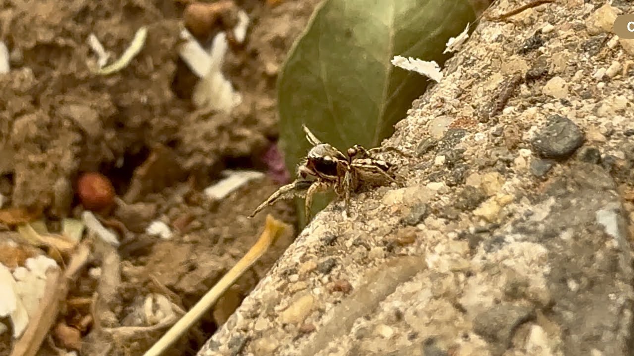 Jumping Spider Mating Dance Looks Like Stop Motion - YouTube