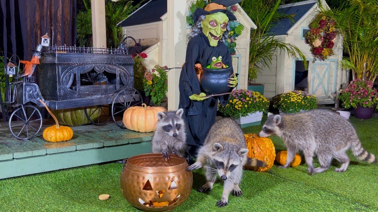 Scared Animals Halloween