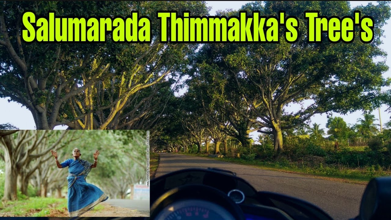Saalumarada Thimmakka's Tree's/Children's (The Tree Mother) - Road Trip ...