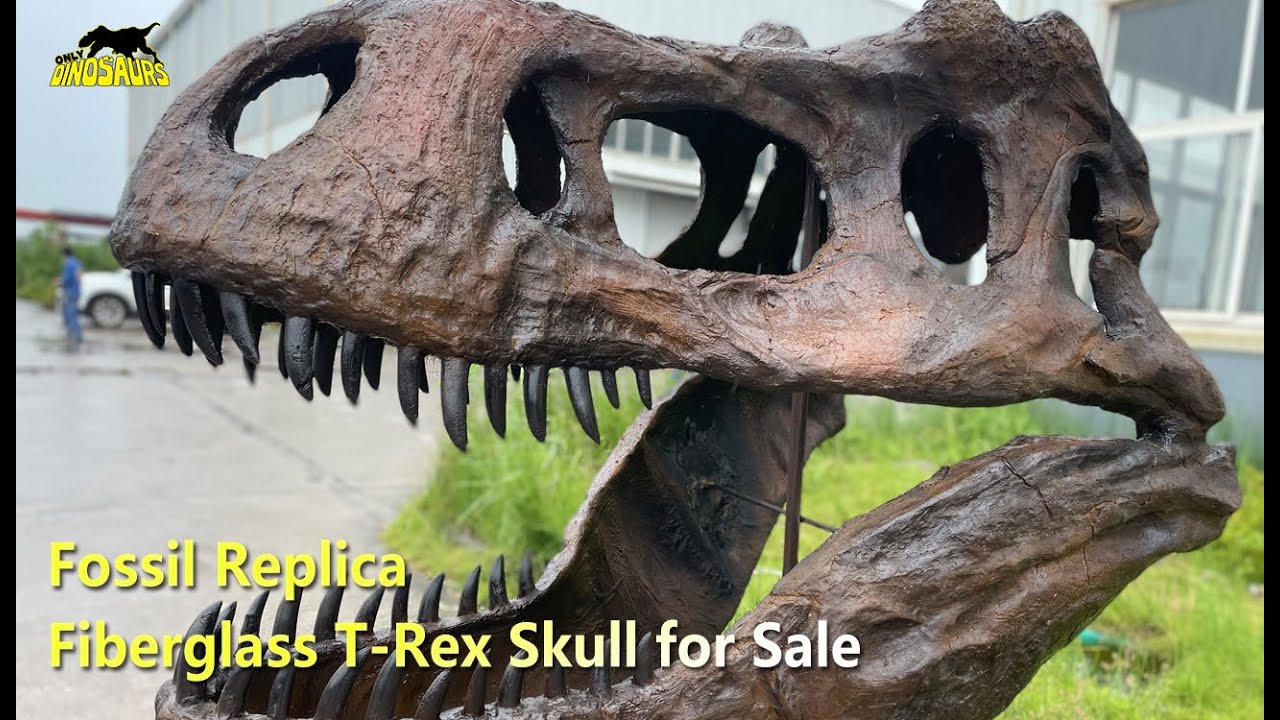 Vivid Fiberglass T-Rex Skull for Sale | Fossil Replica - YouTube