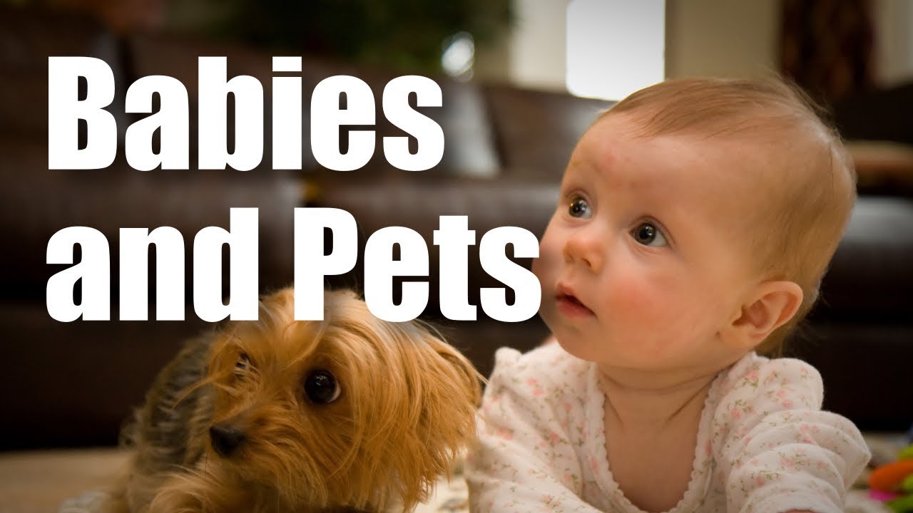 Babies and Pets | Awesome Pet Videos - YouTube