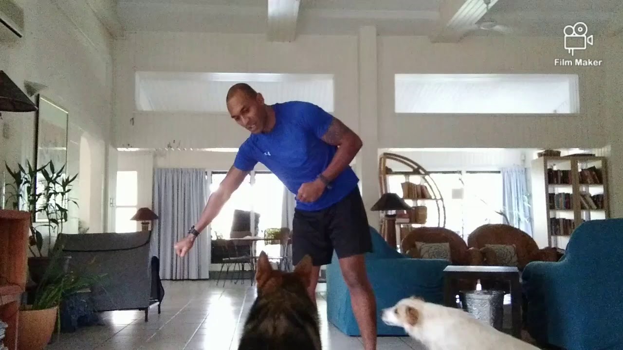 Vili's Dog Training 🤙 - YouTube