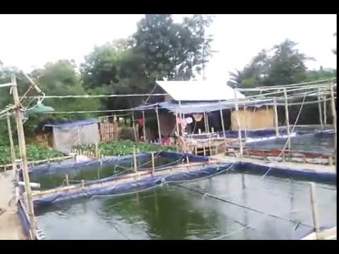 How do I start a catfish farm FEEDING AND RAISING CATFISH FOR PROFIT ...