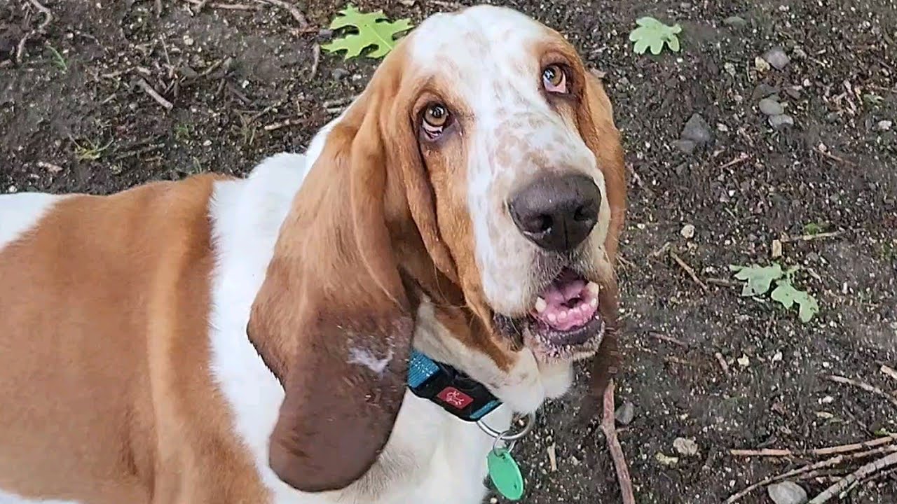 Very Happy Clean Basset rolls in........ - YouTube