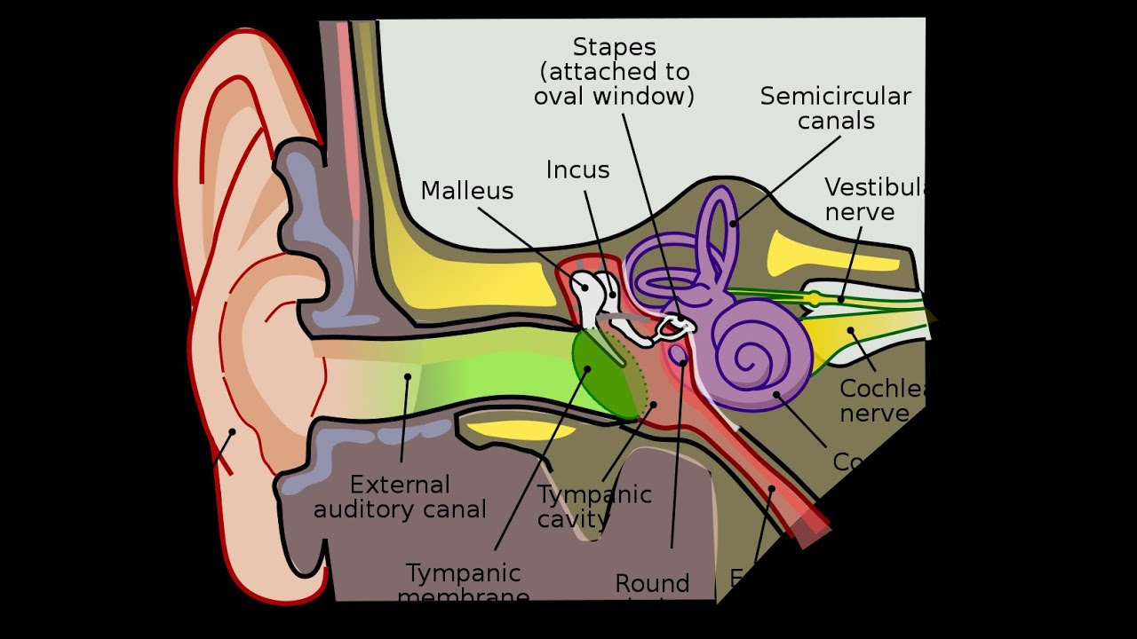 Life sciences GRADE 12: structure of the ear & functions of the ear ...