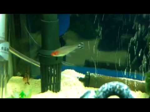 My Fish Tank (Many hiding spots = Happy Fishes) - YouTube