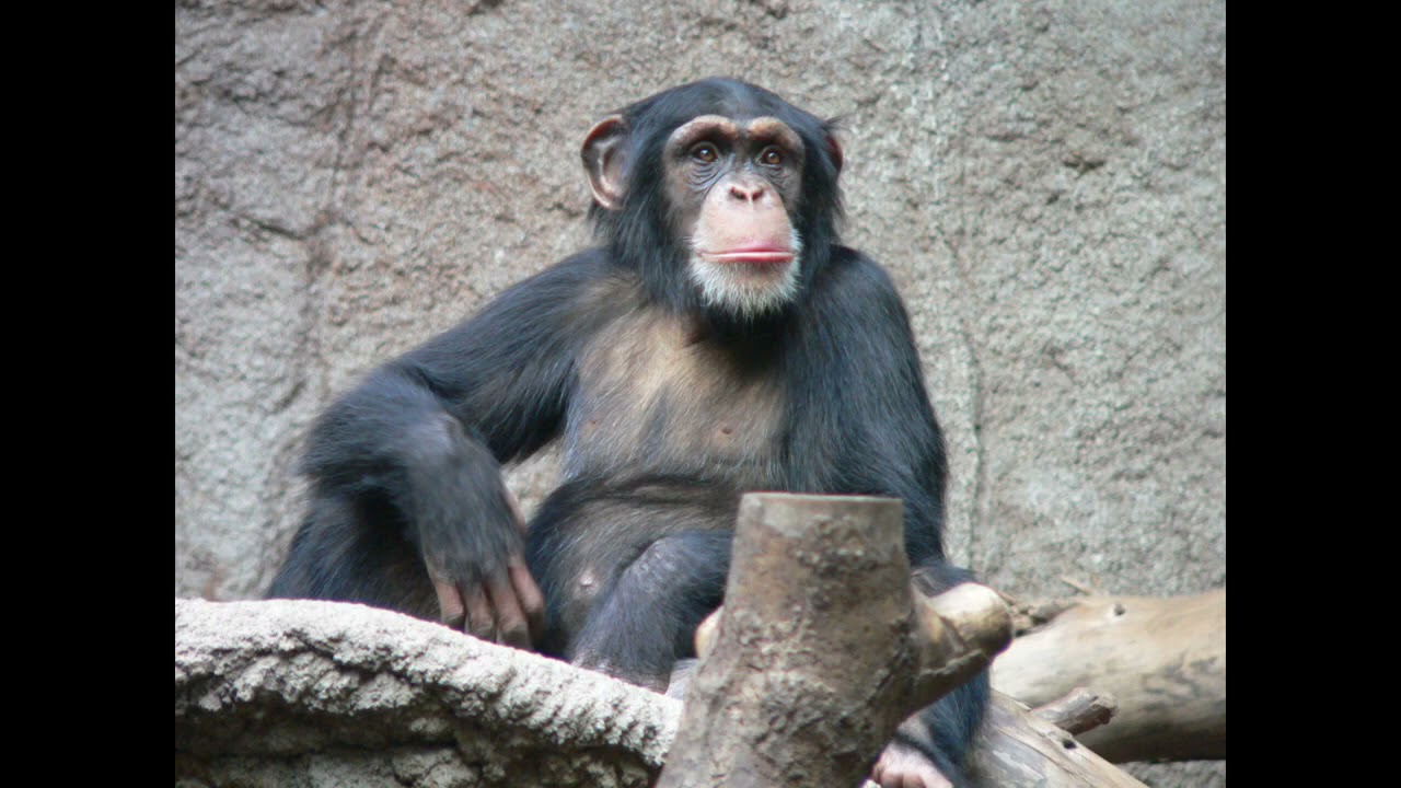 chimpanzee sounds - YouTube