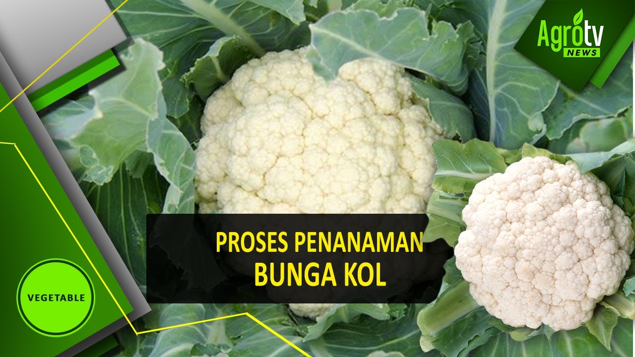 PROSES PENANAMAN BUNGA KOL - YouTube