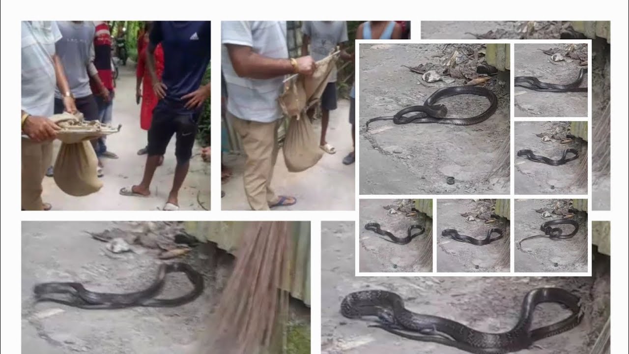 Daily vlog ️ 💓 ajagar 🐍rescue in our area#viral #alipurduar#viral # ...