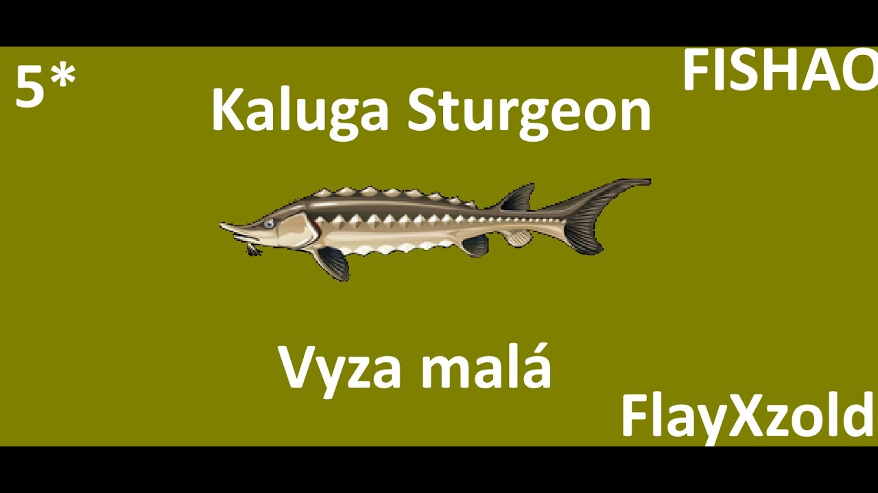 Kaluga Sturgeon/Vyza malá 5* - FISHAO | FlayXzold - YouTube