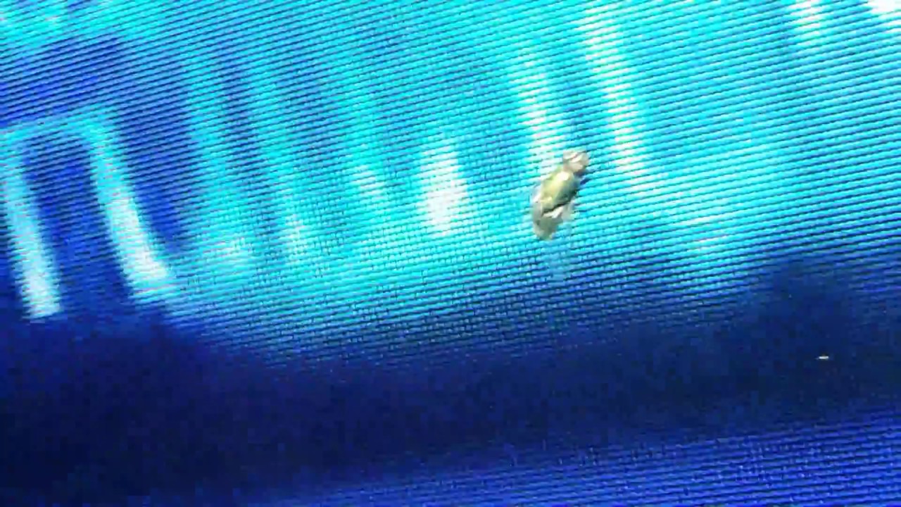 Emerald Green Fly - MUST SEE - YouTube