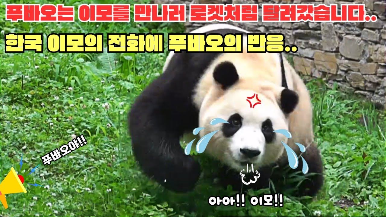 ์ธ์์๐ฅ ํธ๋ฐ์ค๊ฐ ํ๊ตญ๋ง์ ์์ง๋ ๋ชป ์์์ด์๐ฆ๐ฆ ํธ๋ฐ์ค๊ฐ ํ๊ตญ ์ด๋ชจ๊ฐ ๋ถ๋ฅด๋ ๊ณณ์ผ๋ก ๋น ๋ฅด๊ฒ ๋ฌ๋ ค๊ฐ๋ค๐ฆ๐ฆ ํธ๋ฐ์ค์ ๋ฐ์์ ๋๋ ๊ด๊ฐ๋ค Youtube