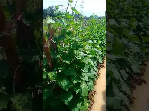 Nanem Timun di Kampung Sawah - YouTube