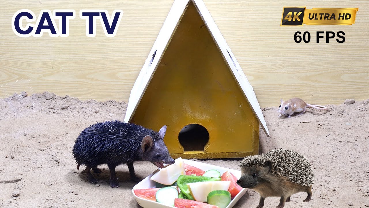 Cat TV. Mice Playing with Hedgehog. Unseen Moments of Mice life. Best ...