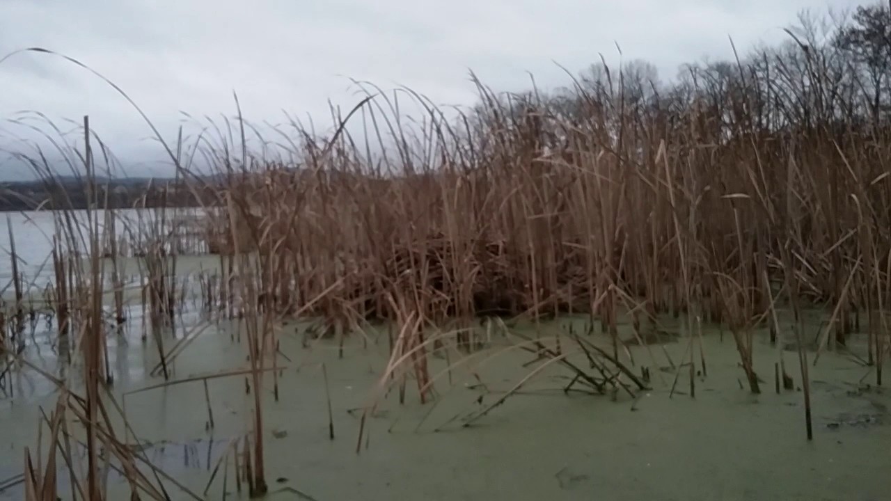 Day 2 Lake Trapping Wisconsin for Muskrats - Pulled Traps - YouTube
