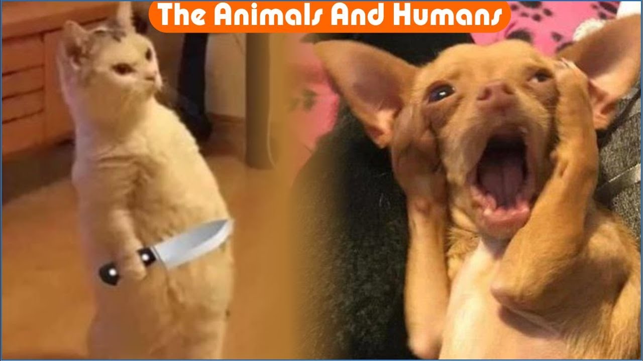 Funniest Animals| Cute Funny Animals |Funny Cats and Dogs Videos |The ...