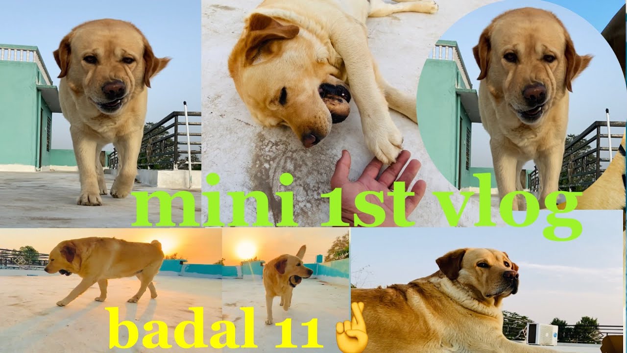 labrador retriever dog angry and sweet dog #vlog - YouTube