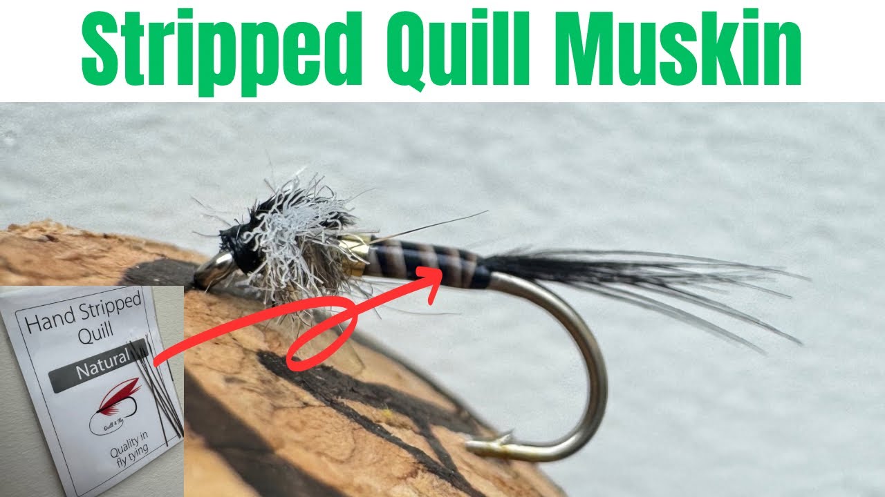 Muskin Tied With Natural Peacock Quill #fishing #flytying #flyfishing # ...