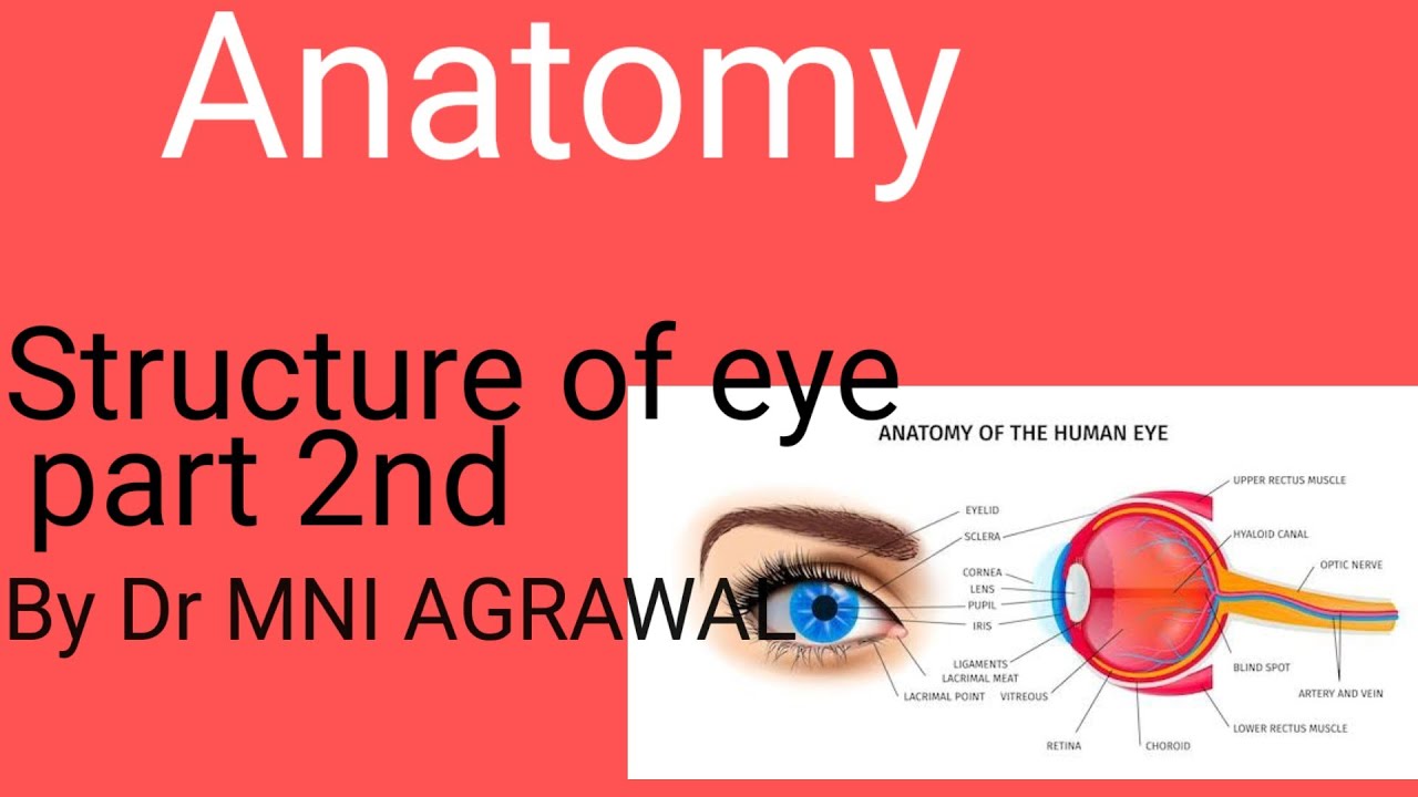 orbital cavity // ocular anatomy//anatomy of eye - YouTube