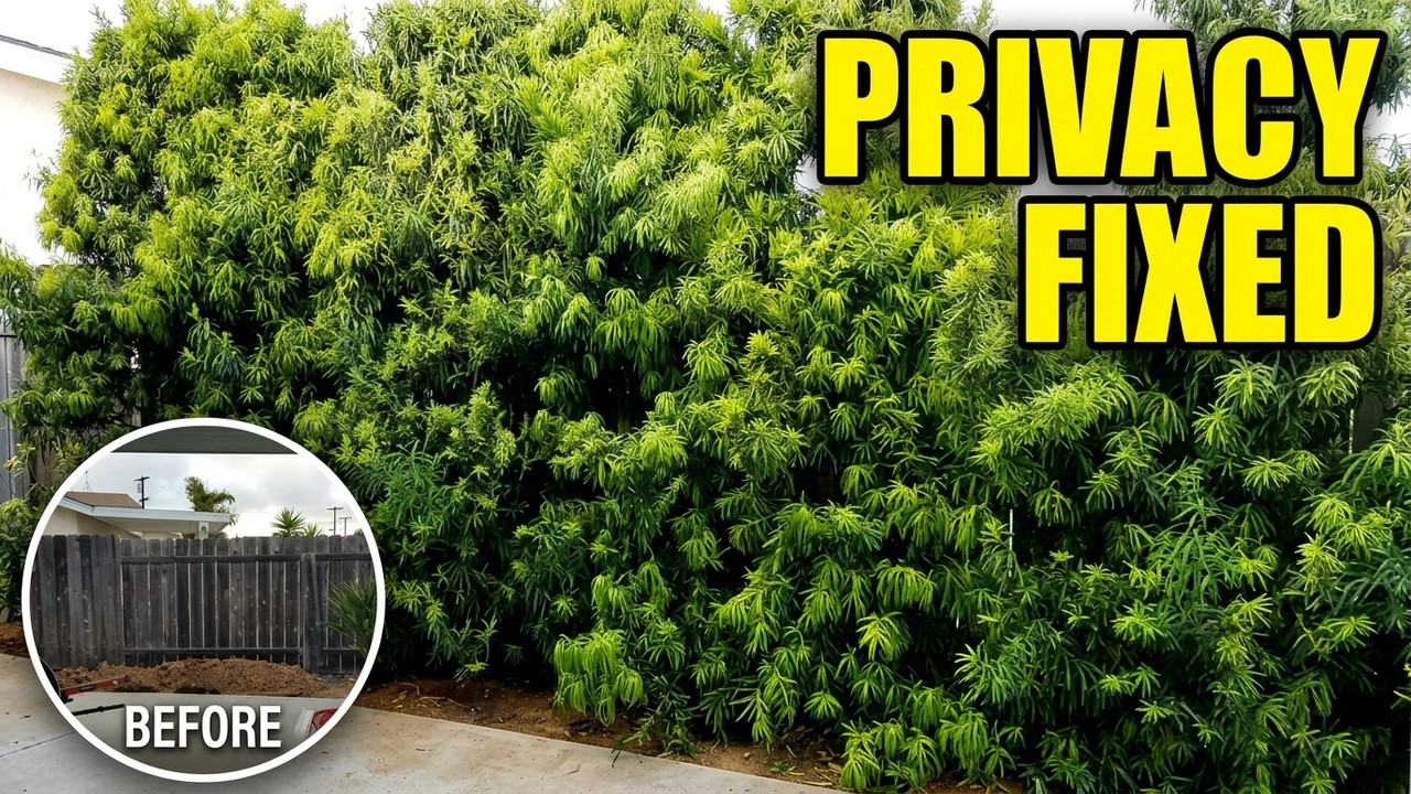 The Ultimate Screening Shrub - YouTube