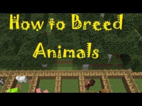 #2**HOW TO BREED ANIMALS IN MINECRAFT** - YouTube