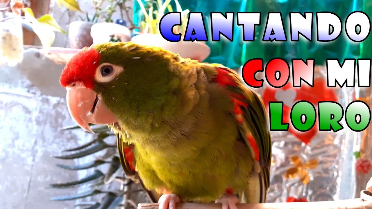 Cantando con mi Loro - mi Loro felíz - hablando en Quechua con mi loro ...