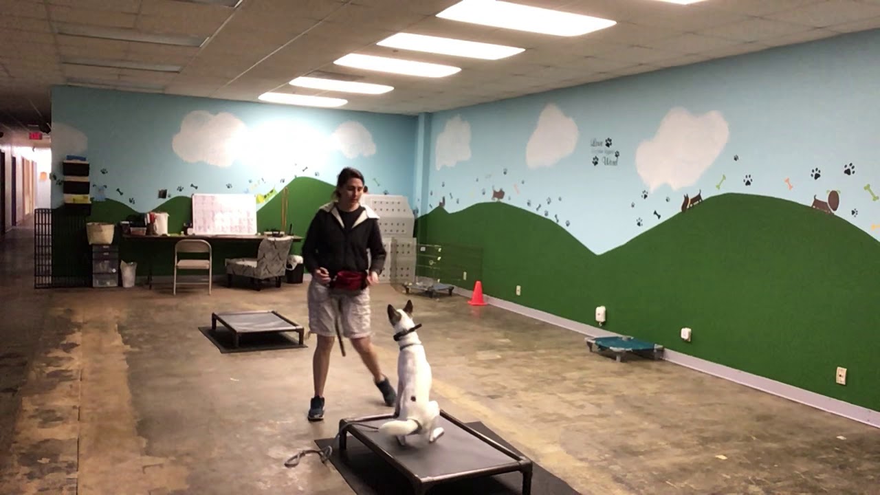 Milo training 4 - YouTube