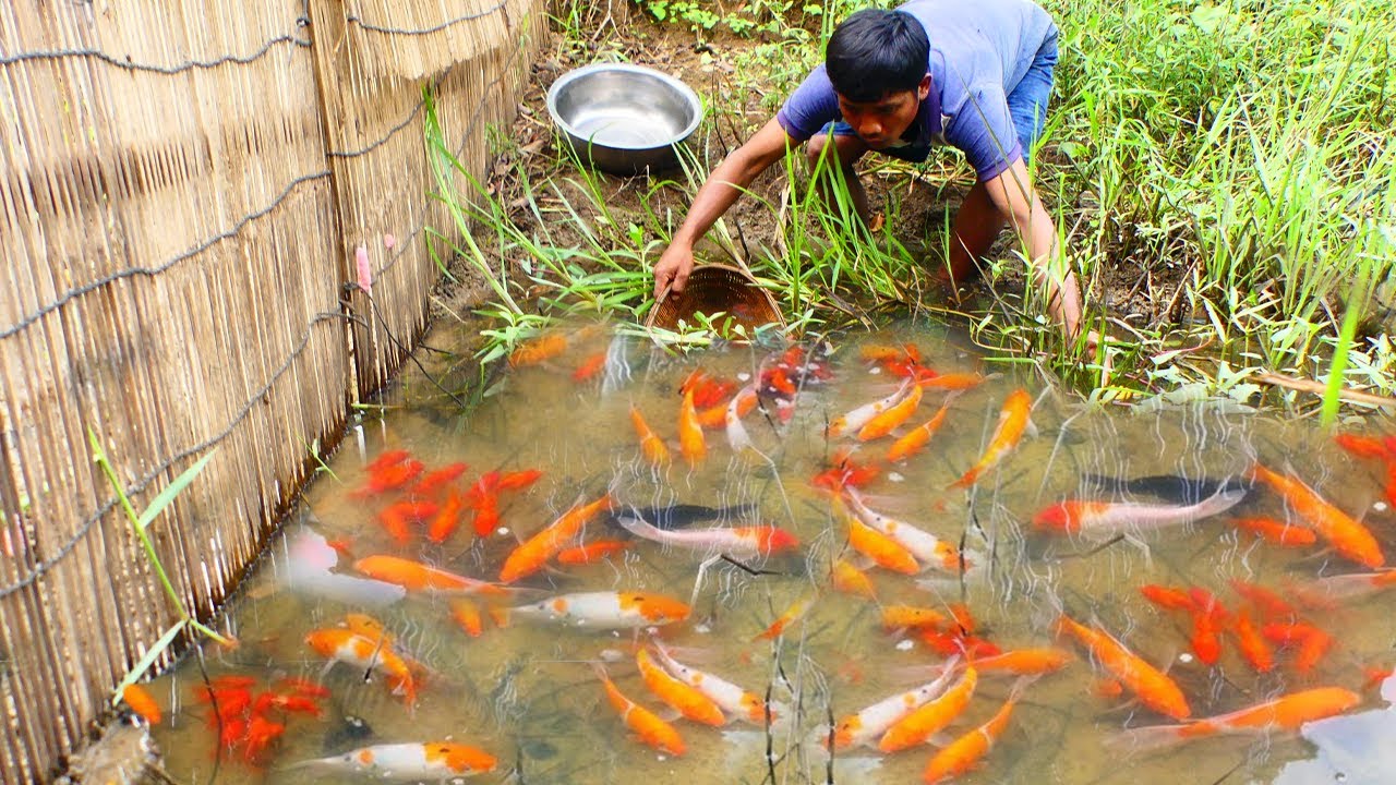 Wow amazing! today found a lots of beautiful fish and orenda red carp ...