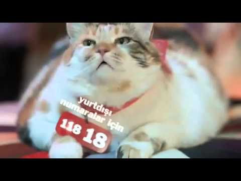 11818 Kedi Holywood Reklam Filmi
