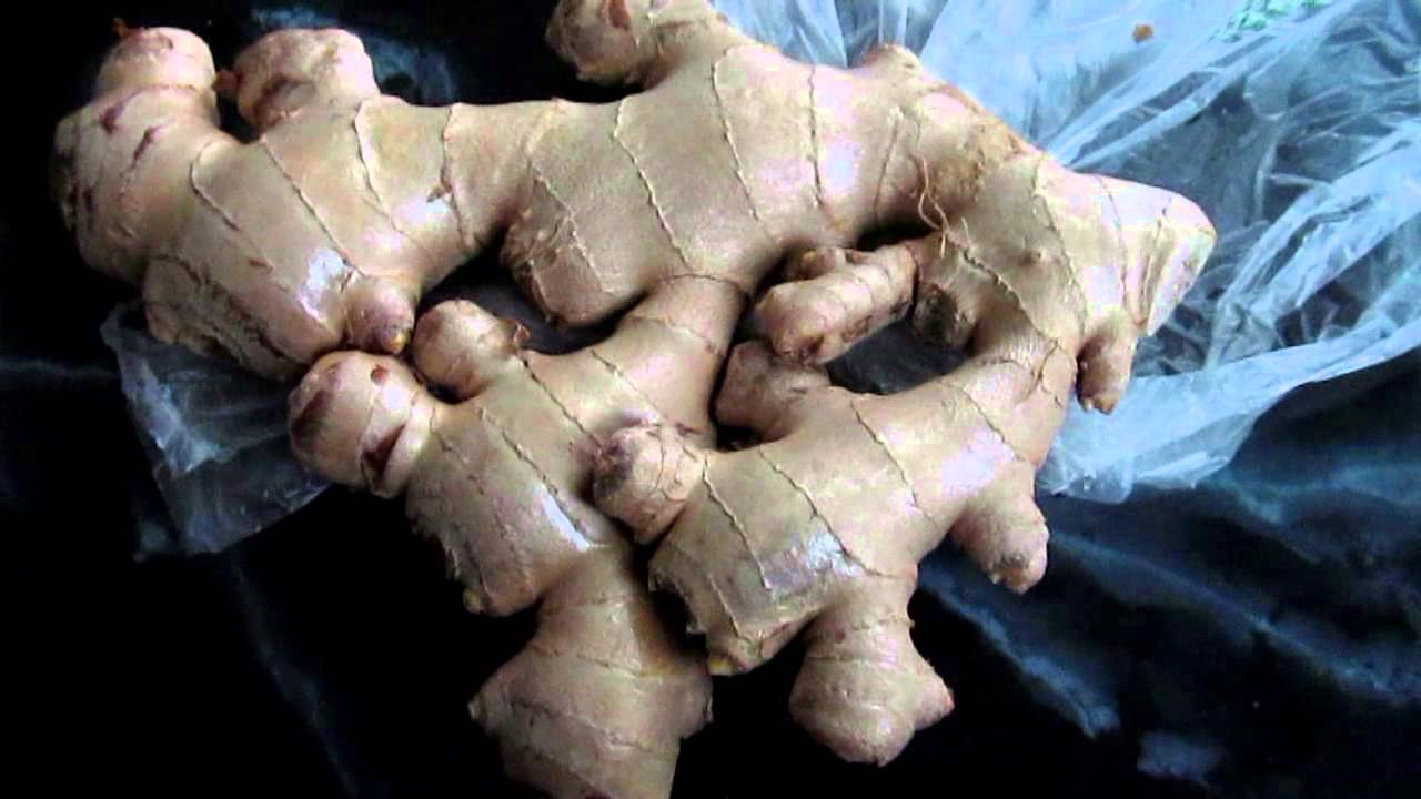 Growing Grocery store Ginger Root . - YouTube