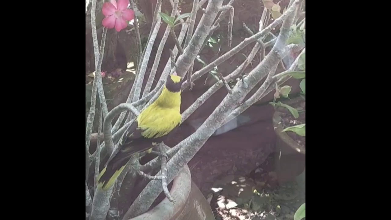SUARA BURUNG KUNING ATAU KEPODANG YANG ASLI - BURUNG TIUNG KUNING ATAU ...