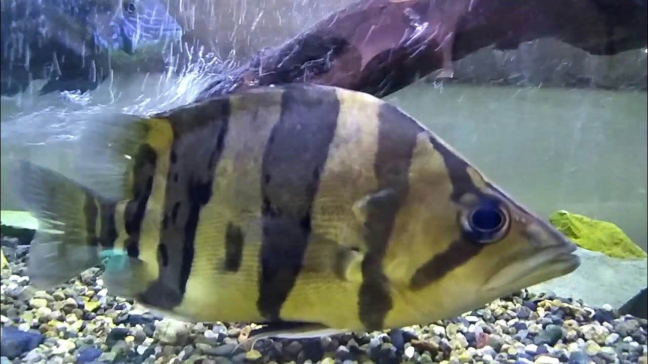 IKAN DATZ #19 - YouTube