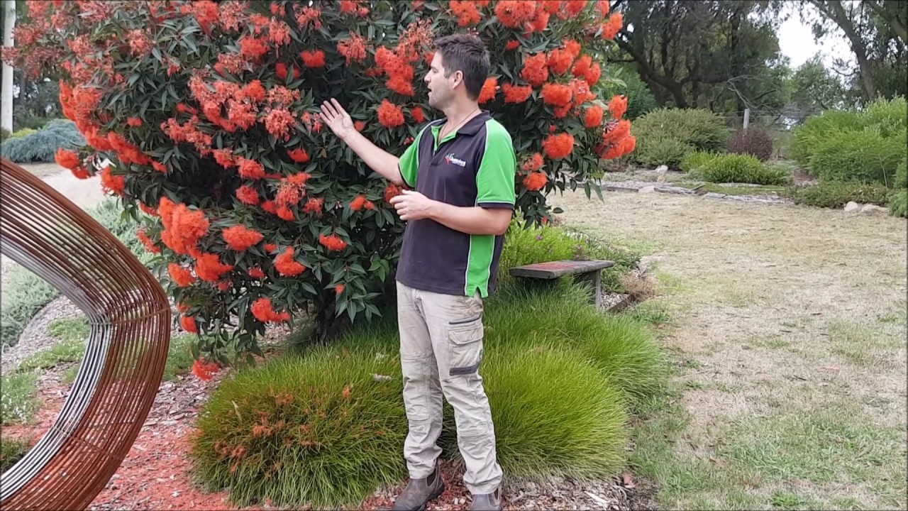 Grafted Flowering Gum Maintenance - YouTube