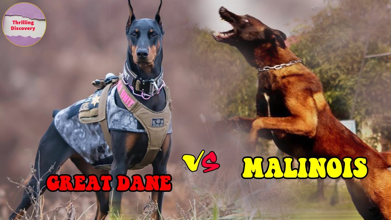 🔥 Uncover the mystery The fight between Great Dane and Malinois ...