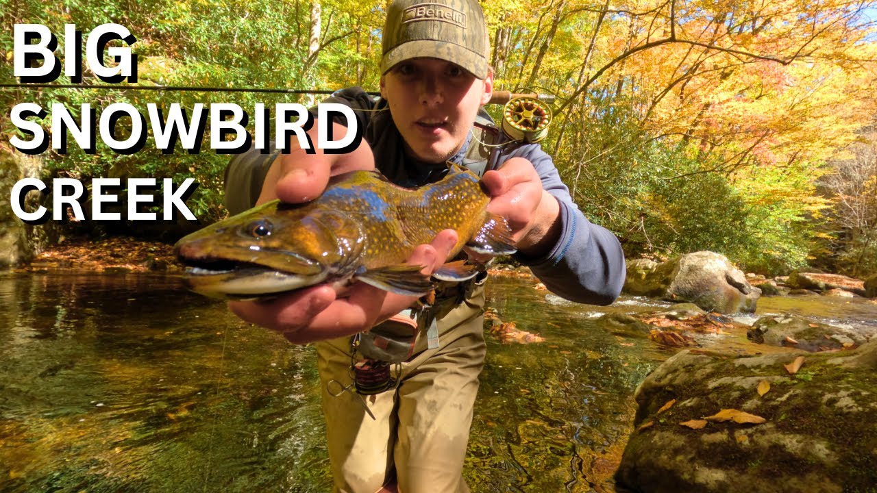 FLY FISHING BIG SNOWBIRD CREEK DELAYED HARVEST!! BEAUTIFUL BROOK AND ...