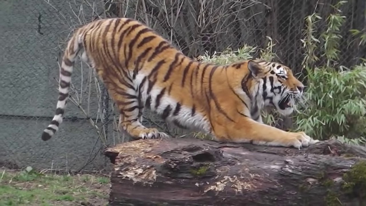 National Geographic Tiger Mating Period - YouTube