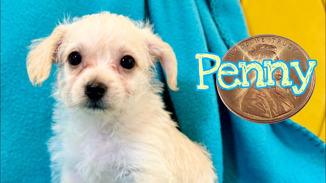 Pick up this lucky fluffy Penny and have good luck! 🪙🍀🐾 - YouTube