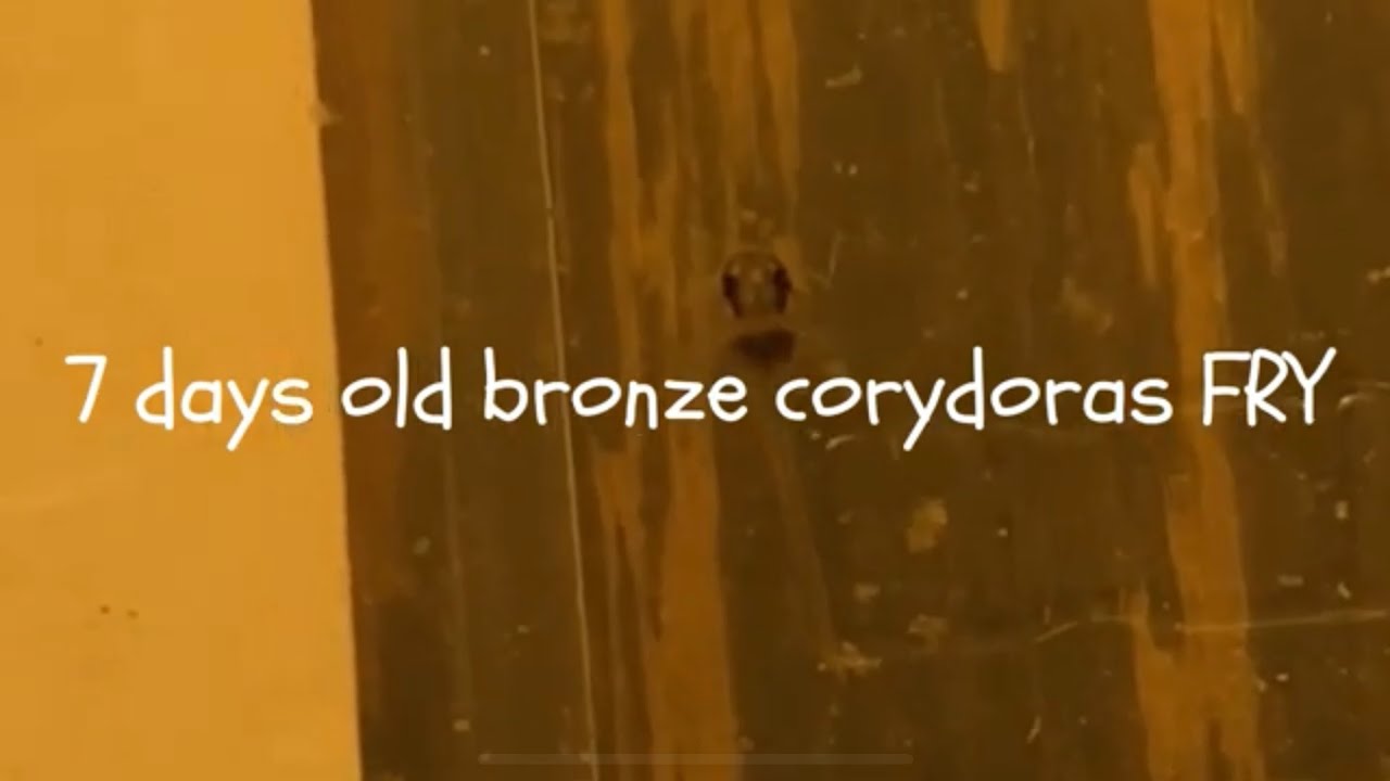 7 days old bronze Corydoras FRY ️ - YouTube